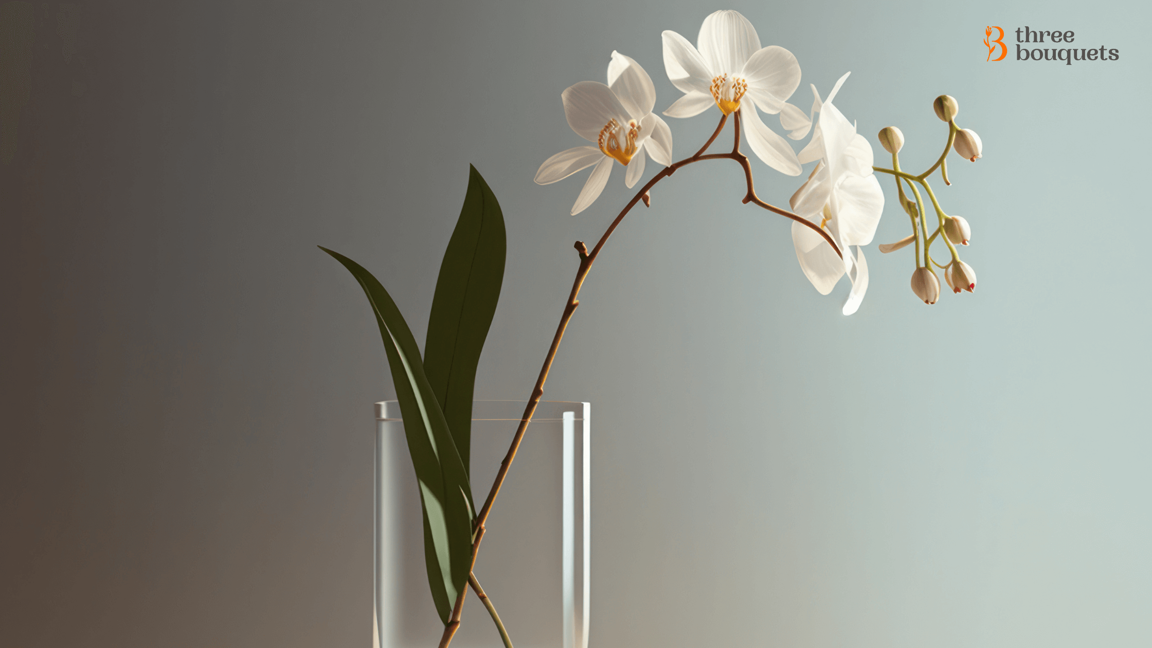 Arti Bunga Anggrek: Keindahan dan Makna Mendalam di Balik Setiap Kelop ...