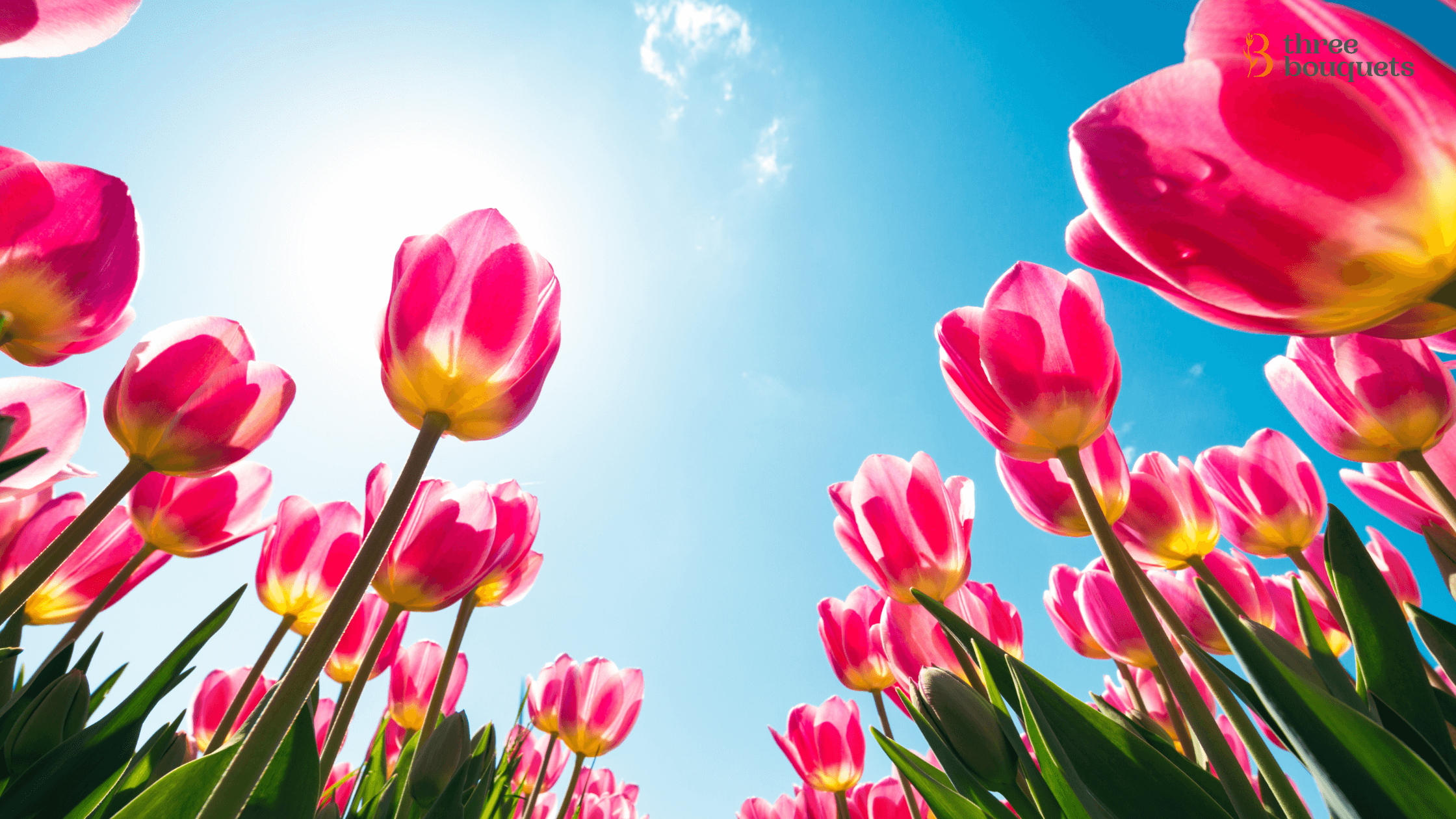 Temukan Keindahan Bunga Tulip yang Mempesona: Inspirasi dan Produk dar ...