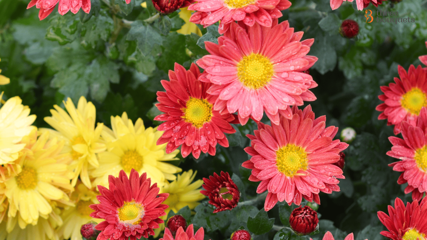 Mengenal Arti dan Makna Bunga Krisan: Lebih dari Sekedar Bunga, Simbol ...