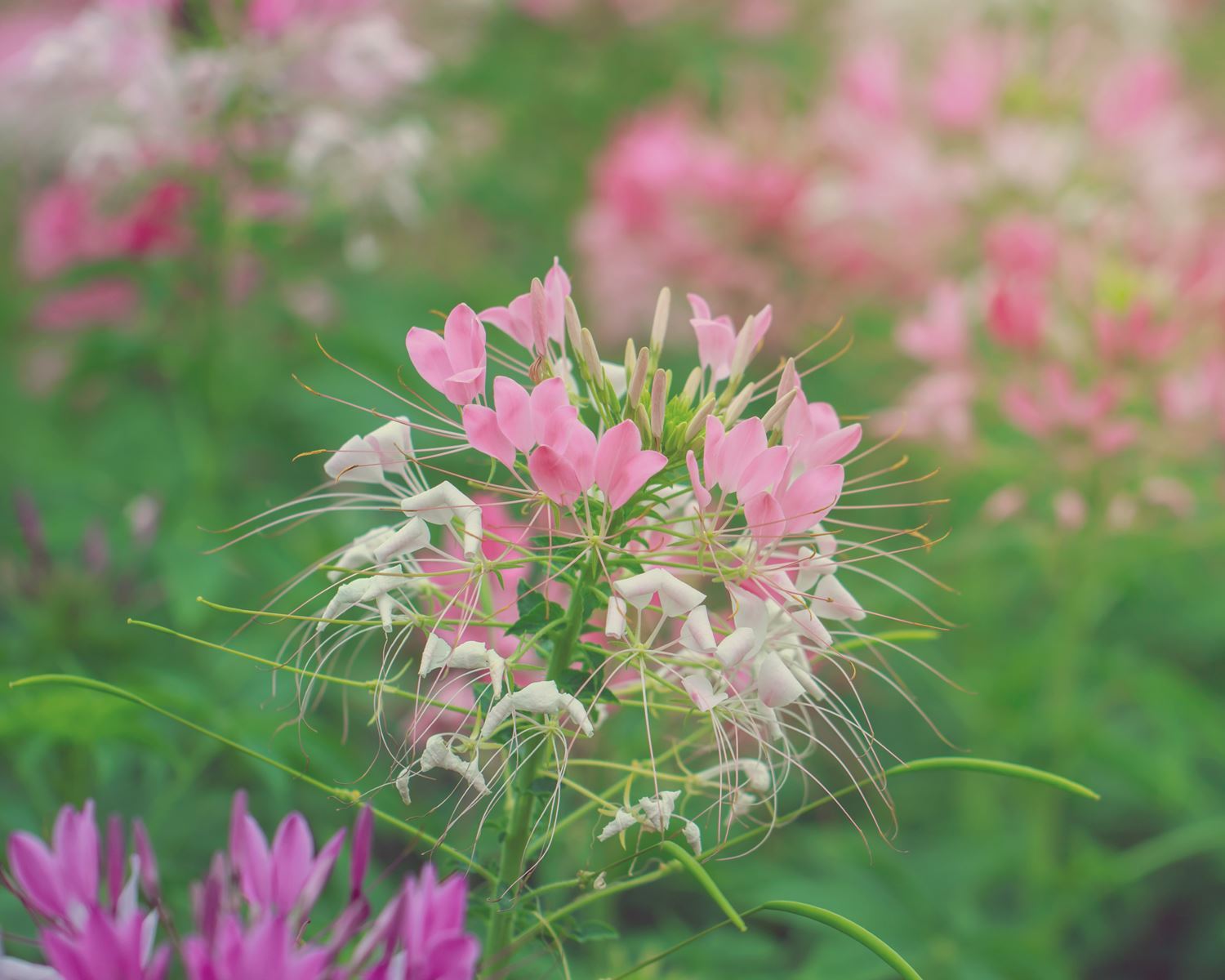 Bentuknya Unik, Begini Cara Menanam Bunga Cleome – Three Bouquets