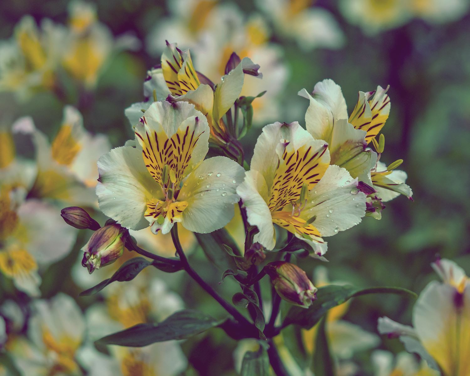 Bunga Alstroemeria, Si Cantik yang Mudah Ditanam dan Pelihara – Three ...