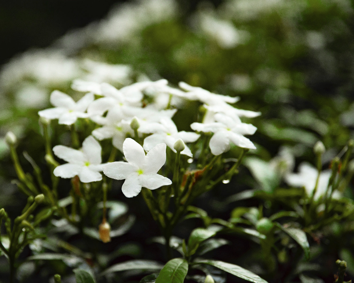 Mengenal 3 Bunga Nasional Indonesia – Three Bouquets