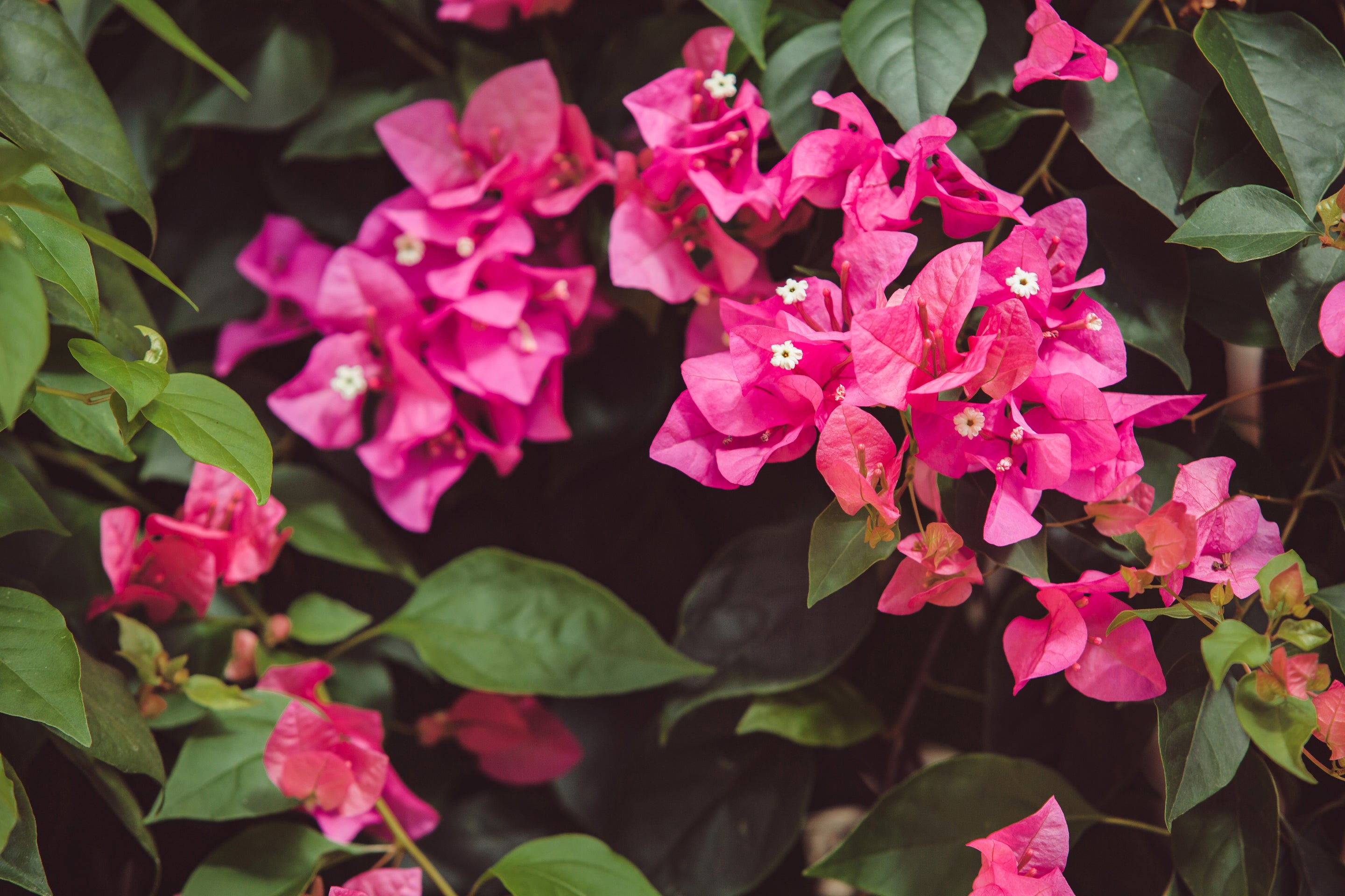 Bunga Bougenville: Warna-Warni yang Mempercantik Taman Anda – Three ...