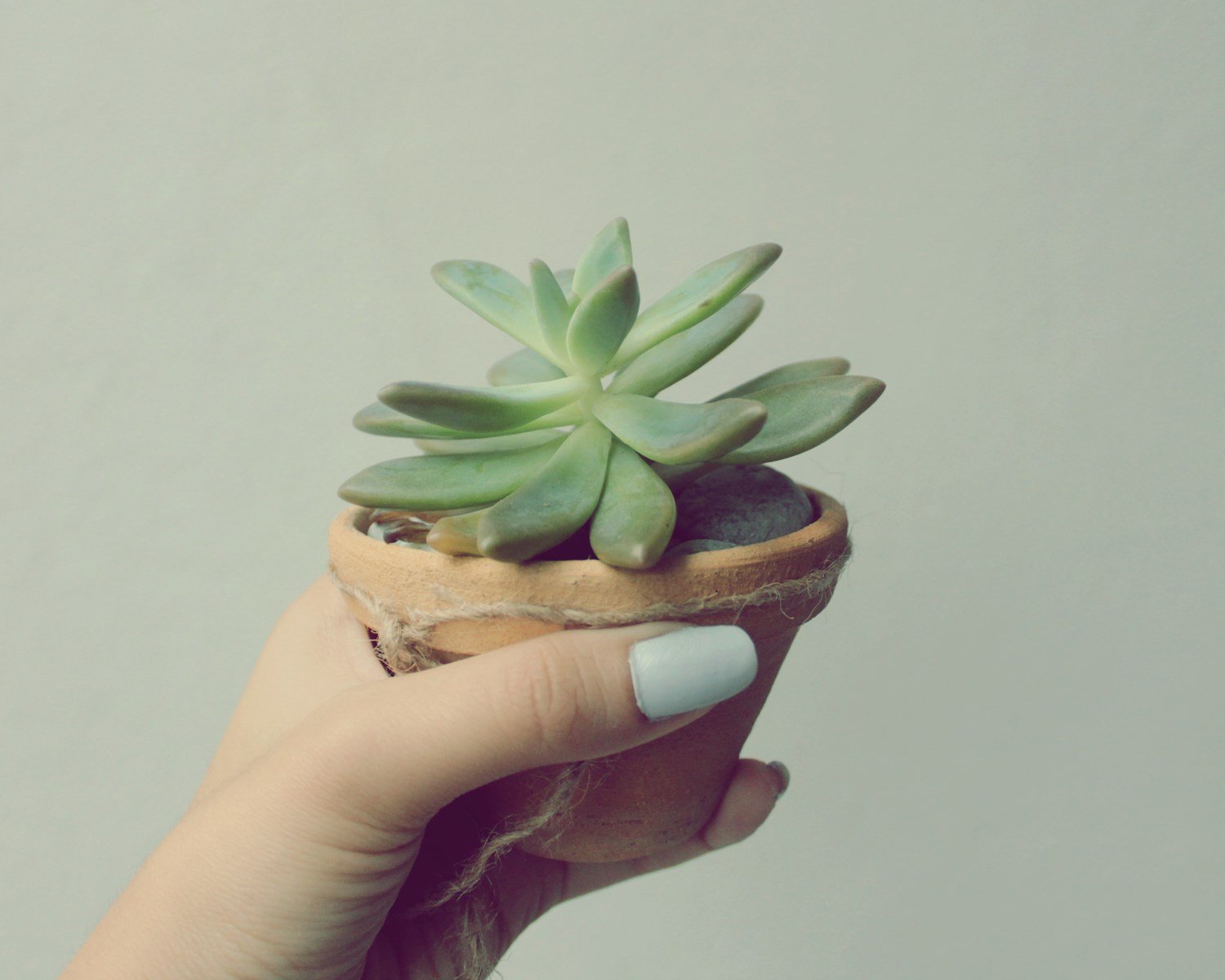 Cara Merawat Bunga Sukulen Bagi Pemula Agar Tidak Busuk – Three Bouquets