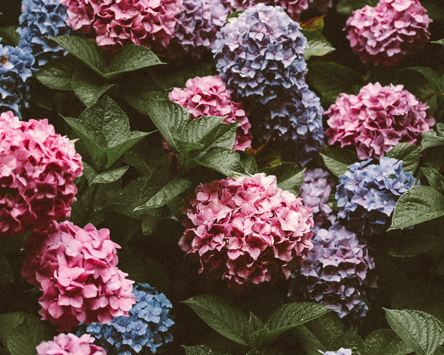 Arti Bunga Hydrangea – Three Bouquets