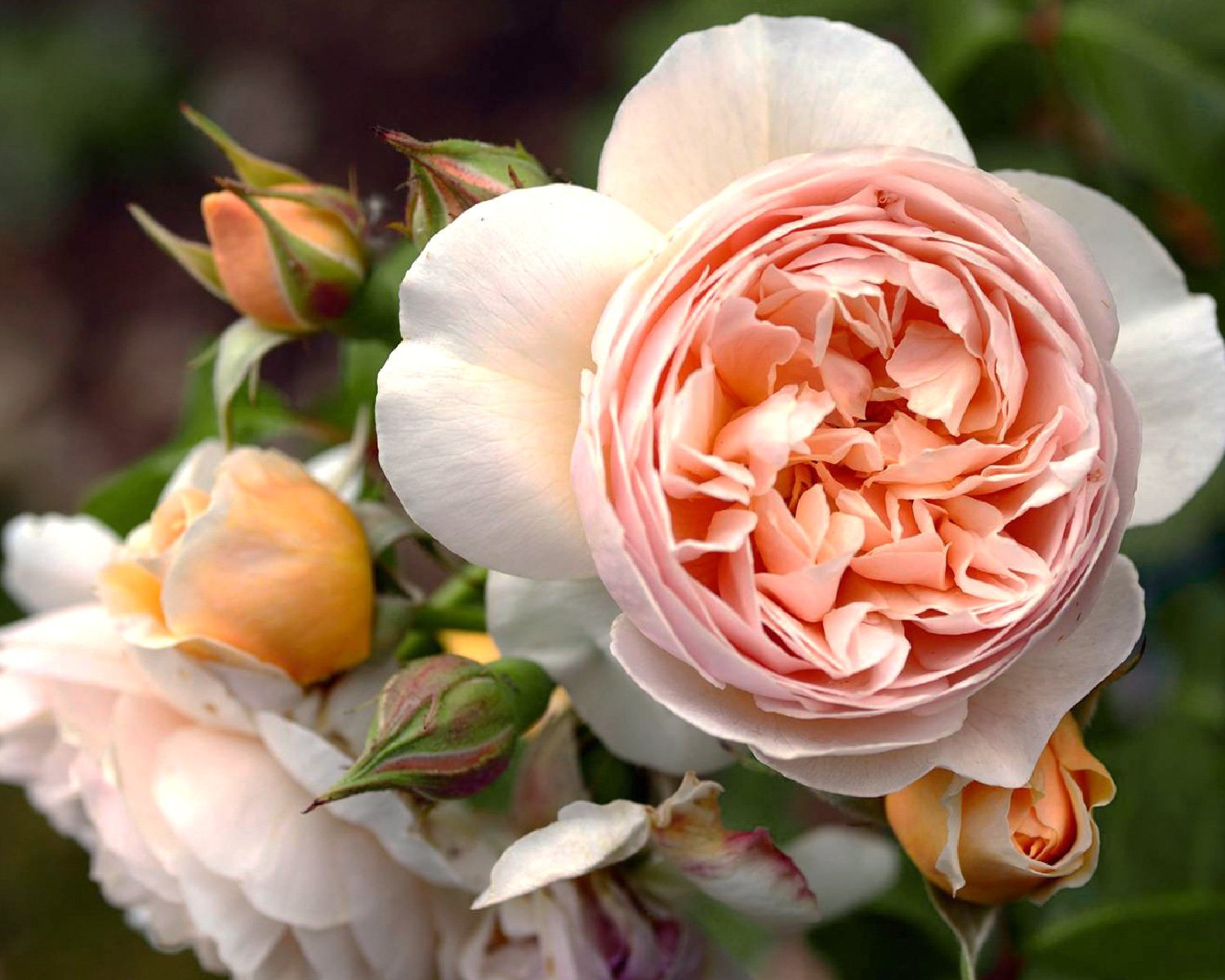 Ini Dia 7 Bunga Termahal di Dunia – Three Bouquets