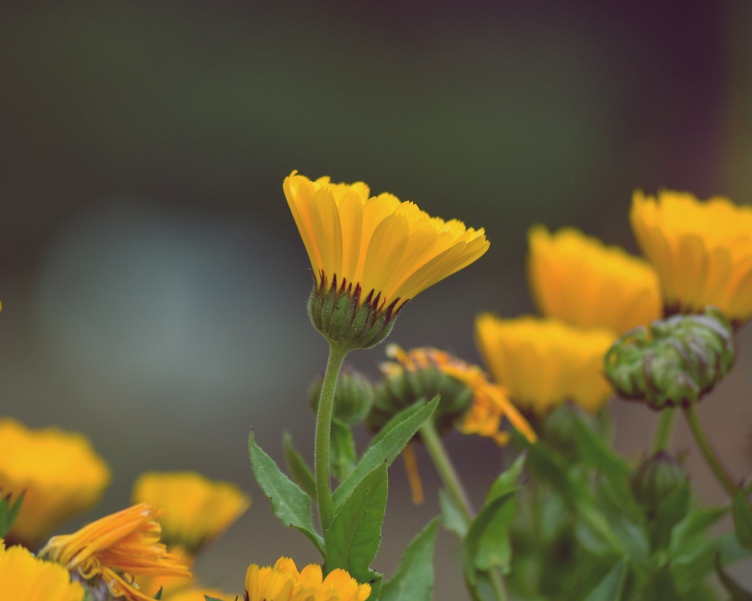 Jenis Bunga Kenikir dan Berbagai Macam Manfaatnya – Three Bouquets