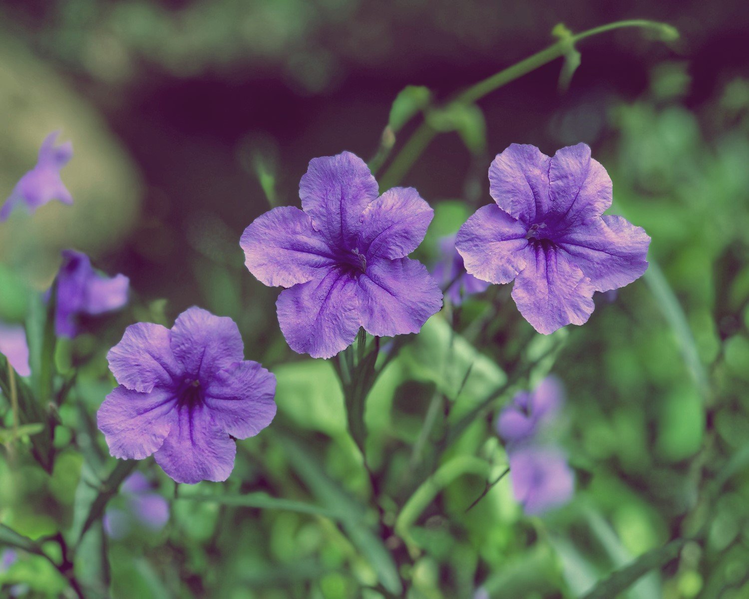 Kenalan dengan Bunga Ruellia, Si Tanaman Hias Kaya Manfaat – Three Bouquets
