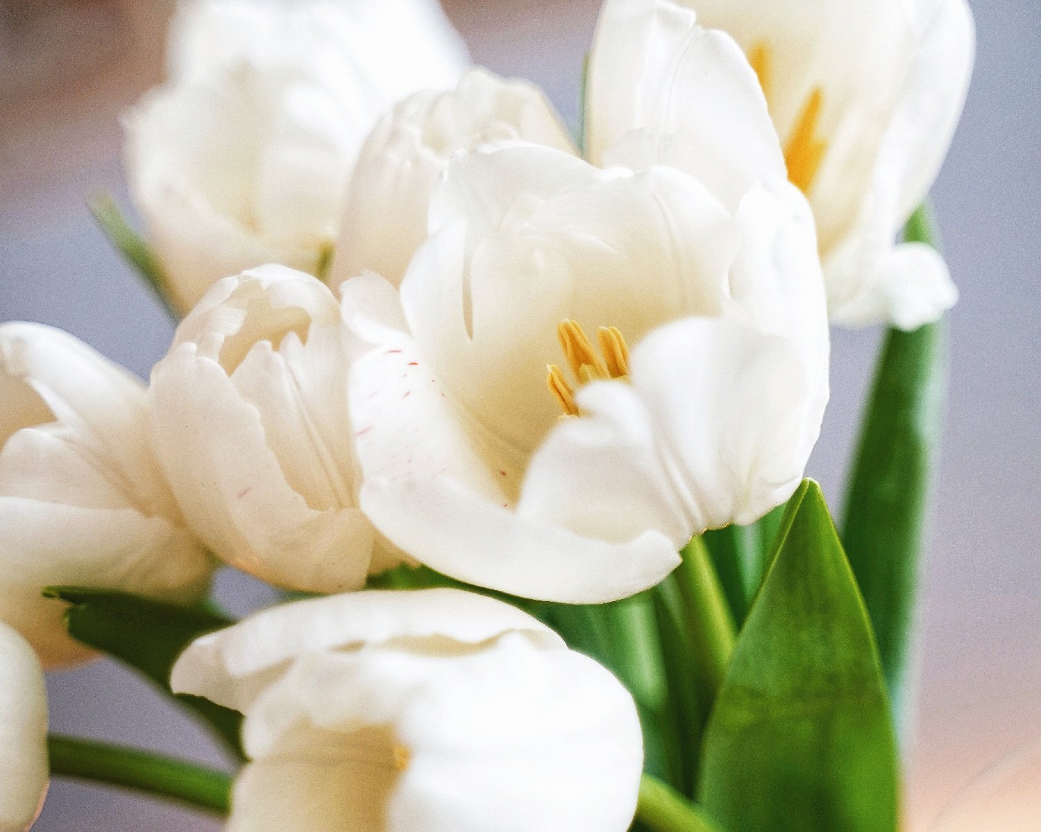 Mau Minta Maaf dengan Pasangan? Yuk, Coba Kasih Bunga Ini – Three Bouquets