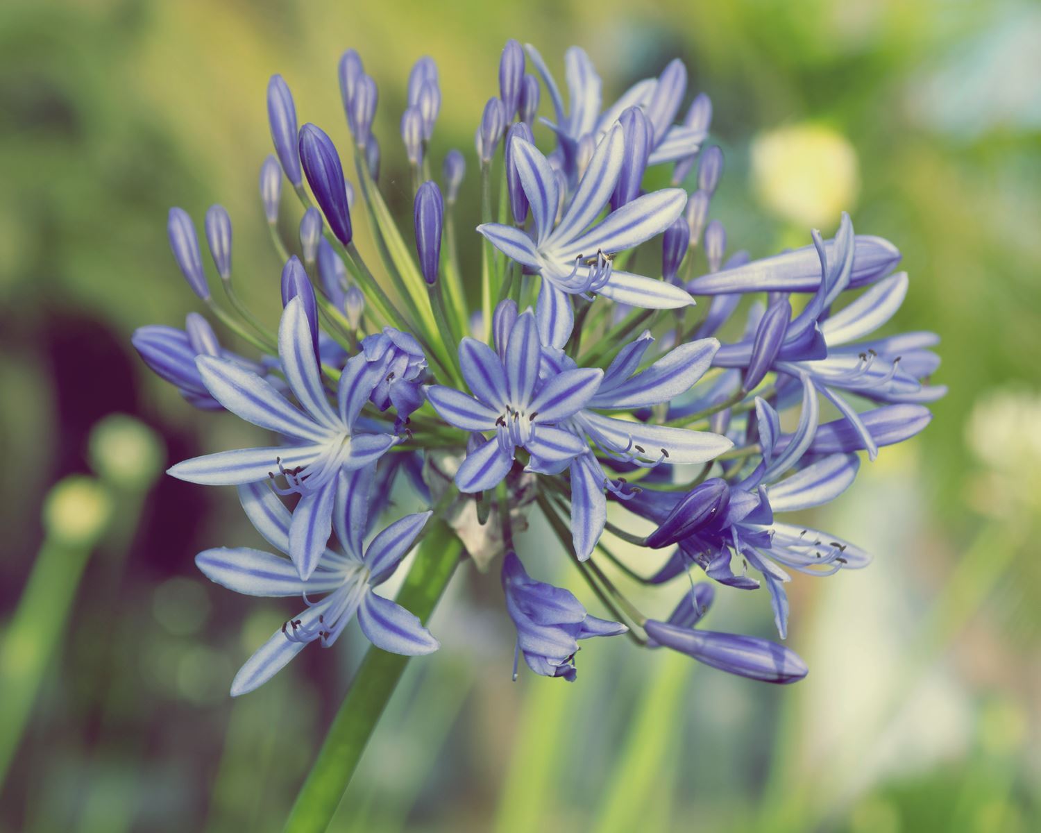 Mengenal Agapanthus, Bunga Menawan dengan Makna yang Dalam – Three Bouquets