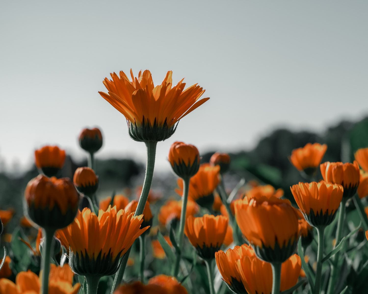 Mengenal Bunga Calendula, Si Cantik Kaya Manfaat untuk Kecantikan ...