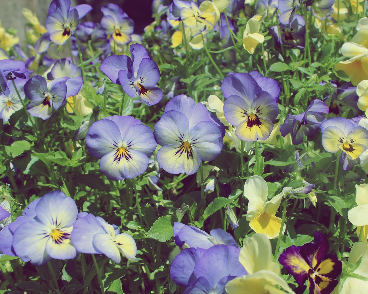 Mengenal Jenis Bunga Violet dari Ciri, Klasifikasi dan Maknanya – Three ...