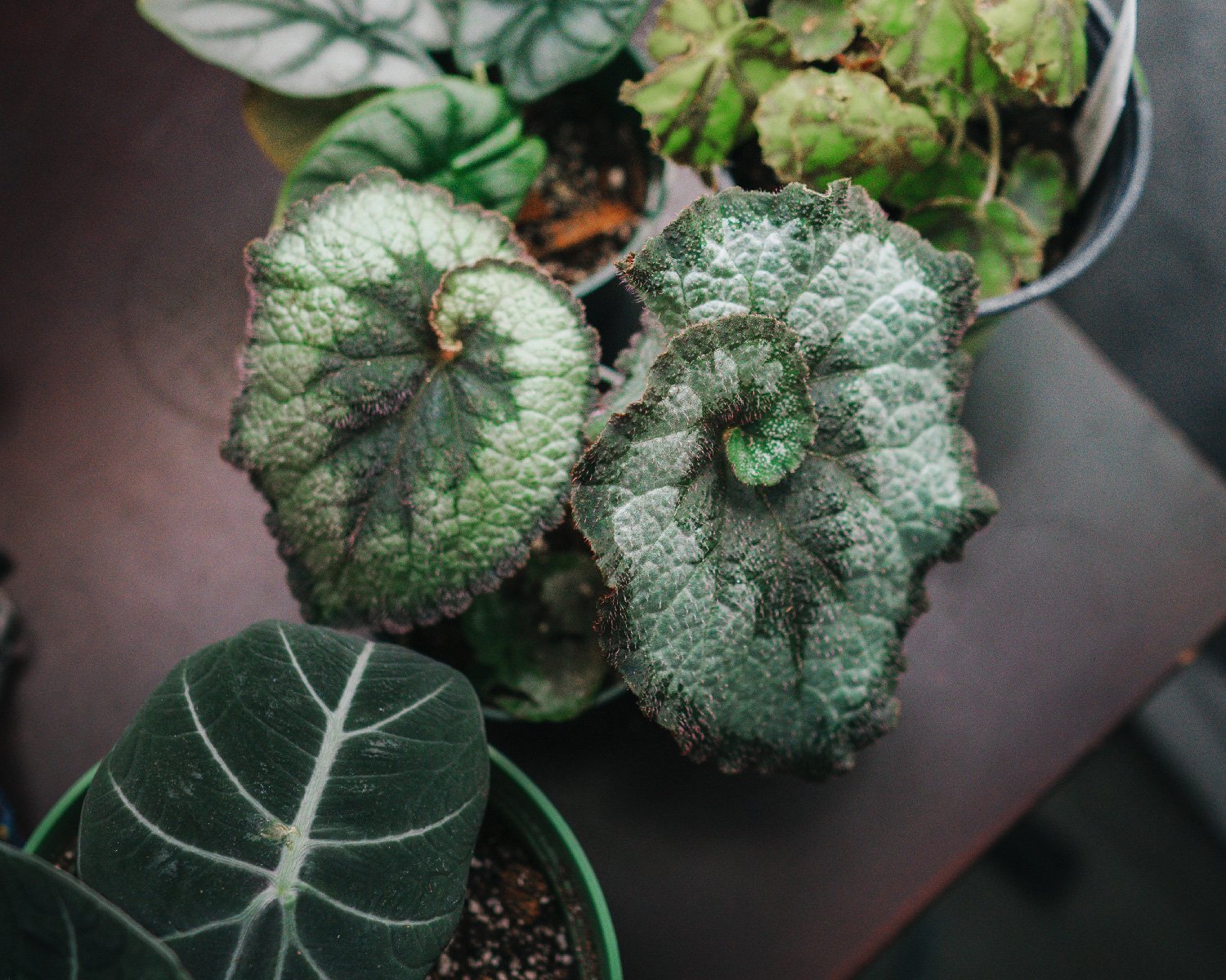 Mengenal Jenis-Jenis Tanaman Begonia – Three Bouquets