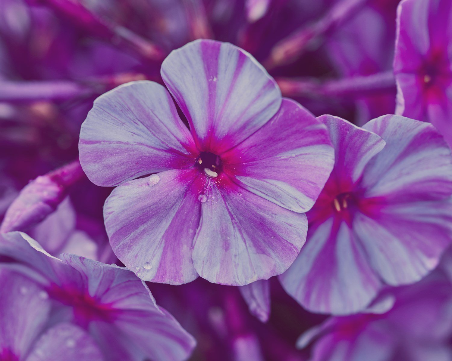Punya Banyak Warna, Begini Cara Menanam Bunga Phlox – Three Bouquets