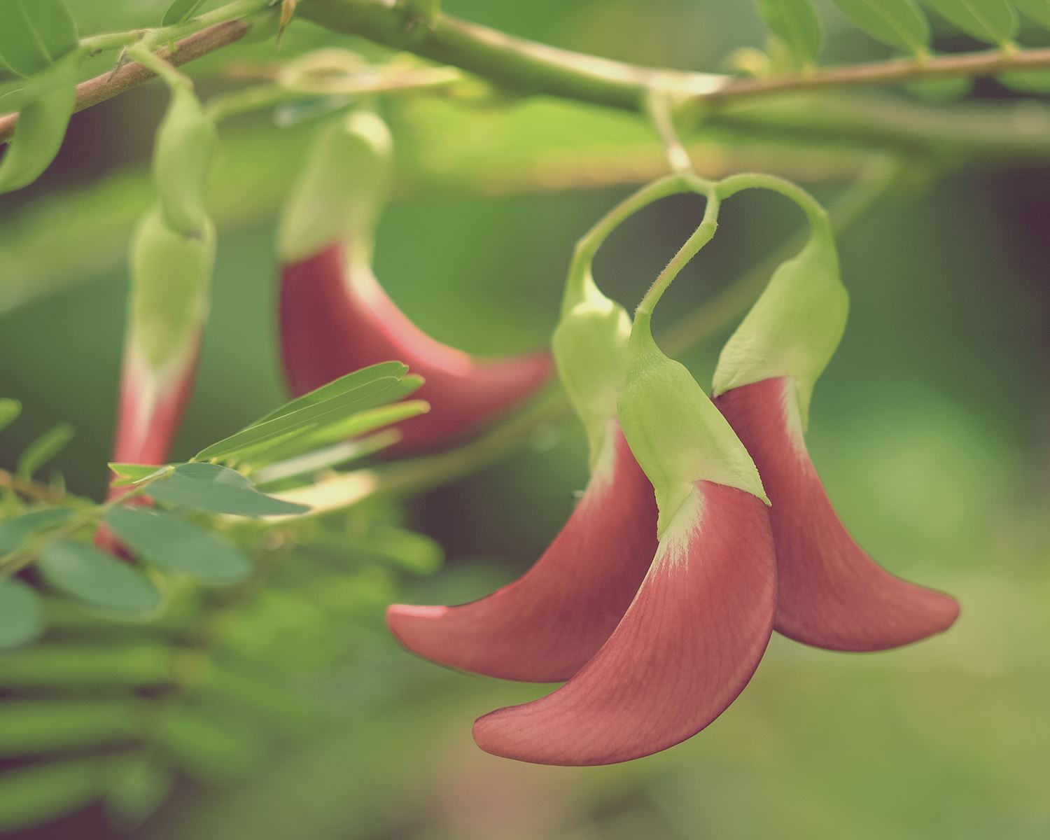 Selain Cantik, Yuk Intip Manfaat Bunga Turi untuk Kesehatan – Three ...