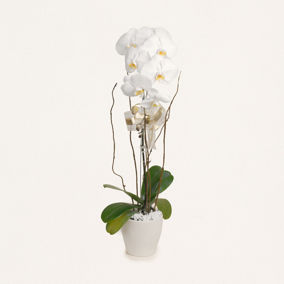 Vas Bunga Anggrek Putih Bianca Jakarta | Three Bouquets